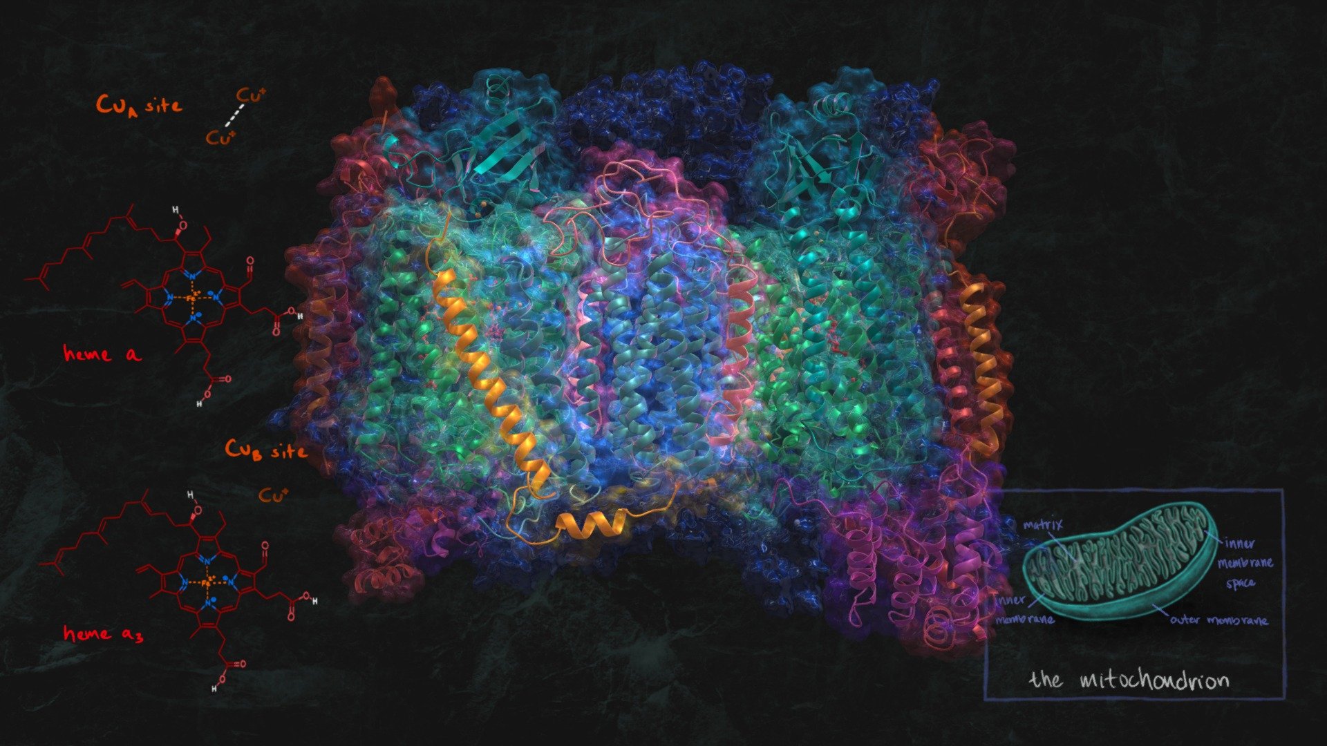Complex IV Cytochrome c Oxidase - 3D model by University of Dundee ...