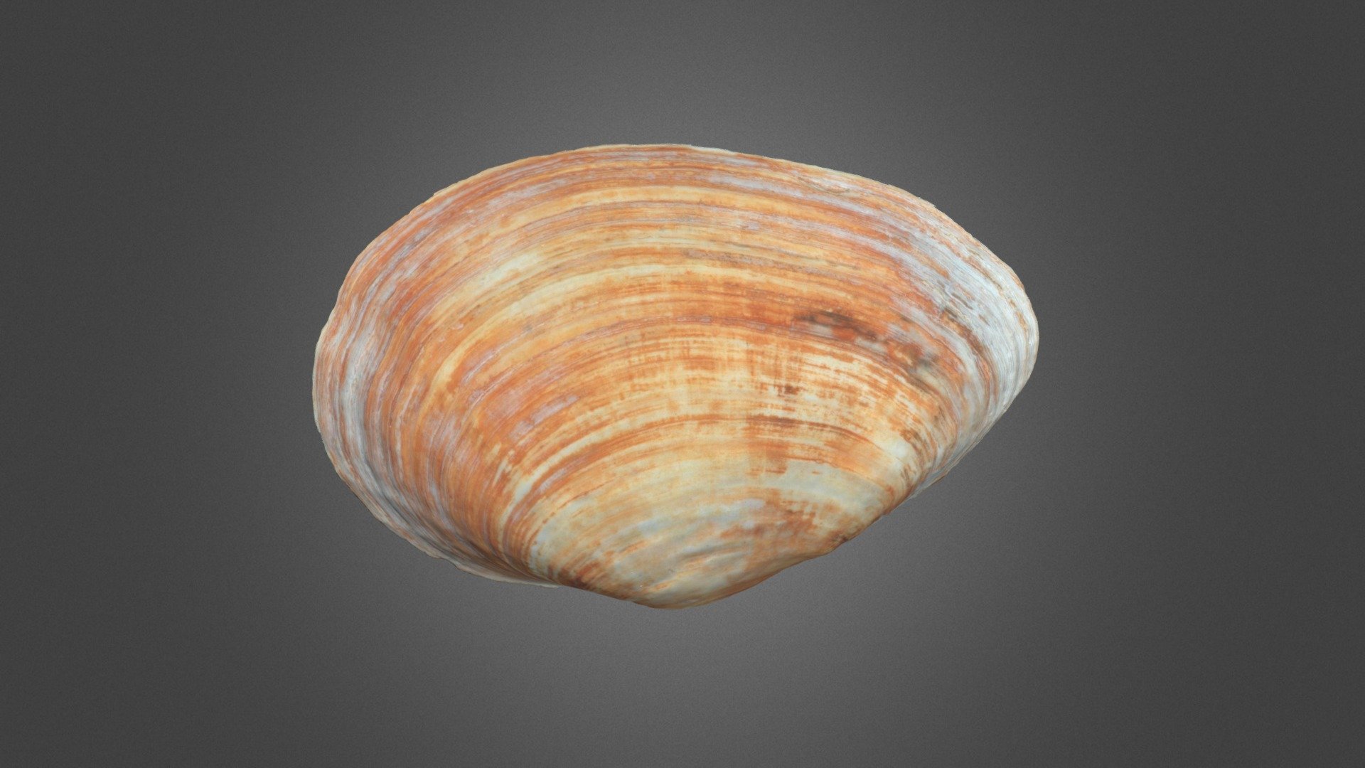 Shell 2 - 3D model by Karsten Damerau (@passion3d) [3cf45cb] - Sketchfab