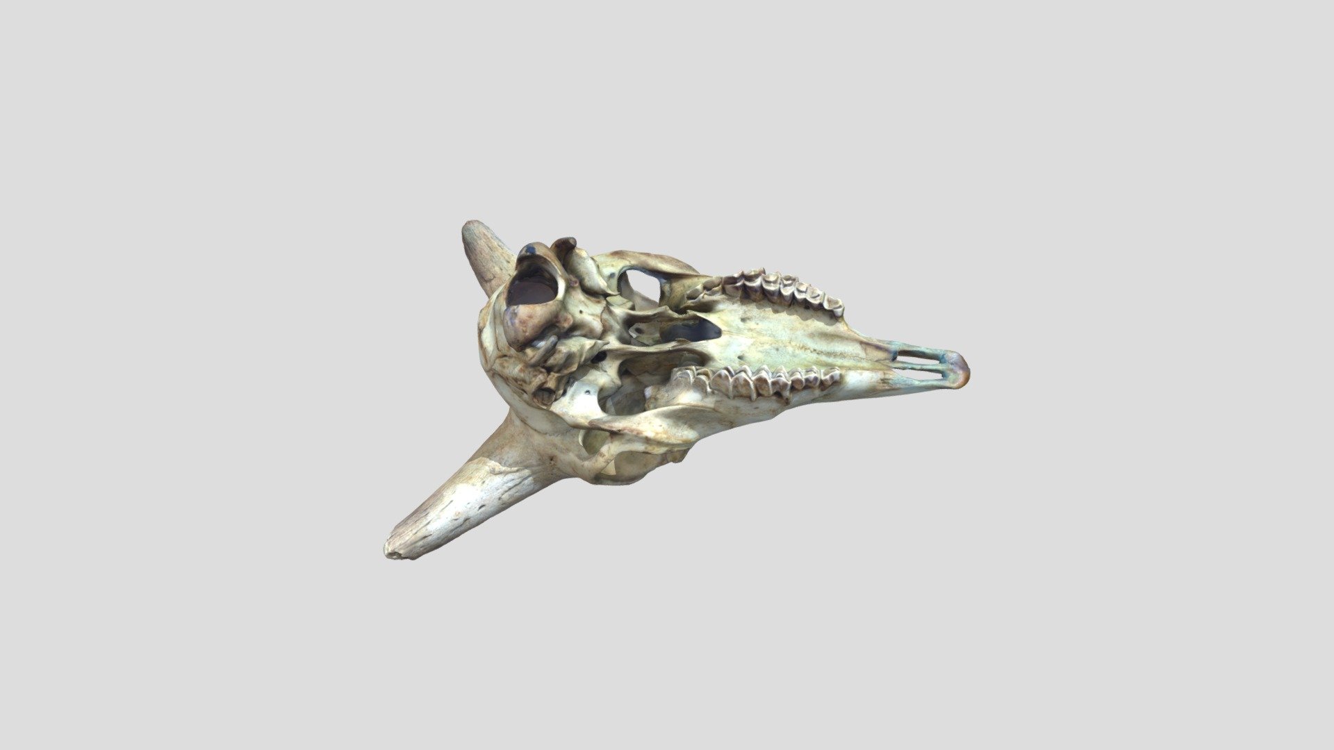 Ovis_aries_M_SAP.ZOO.6414_sca - Download Free 3D model by Davide ...