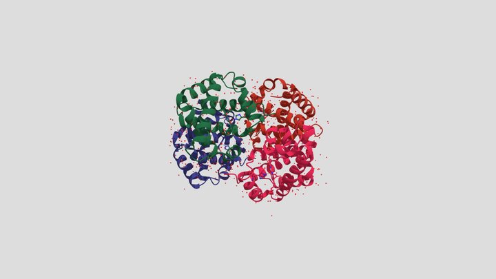 Haemoglobin 3D models - Sketchfab