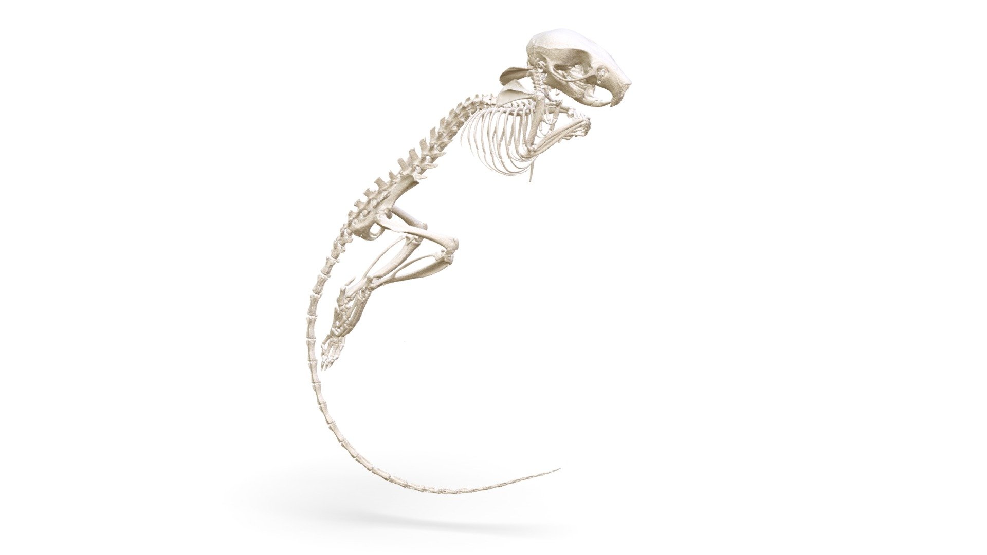 Oecomys bicolor (MSB:Mamm:222113) - 3D model by Biodiversity [3d12574 ...