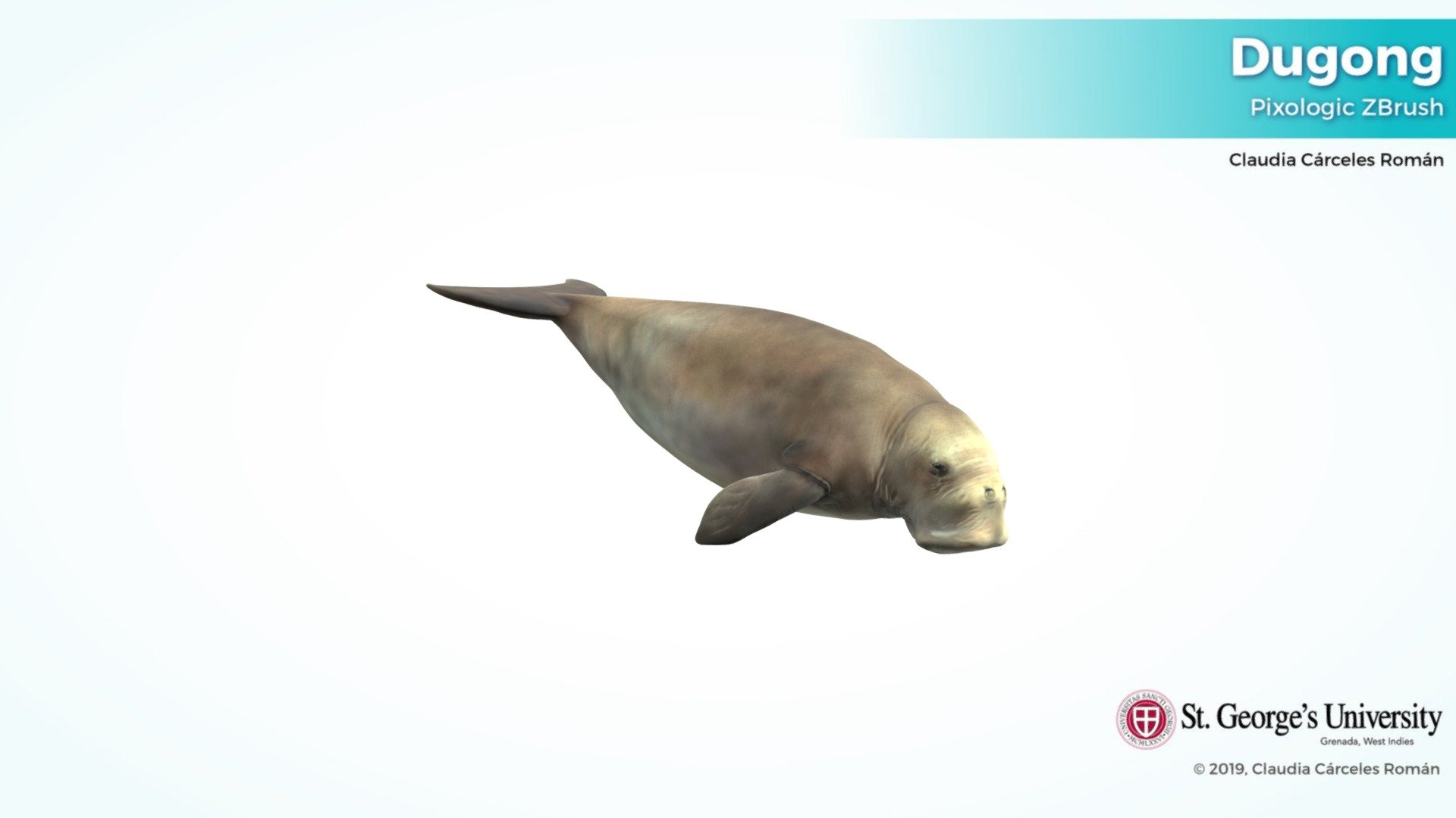 Dugong (Dugong dugong) - 3D model by The Center for BioMedical ...