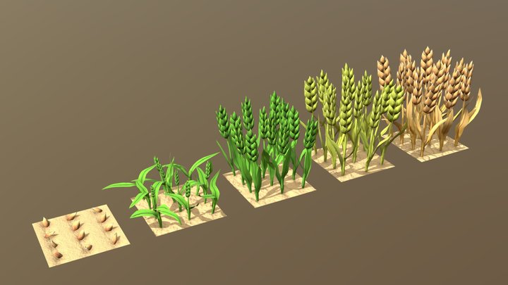 Barley 3D models - Sketchfab