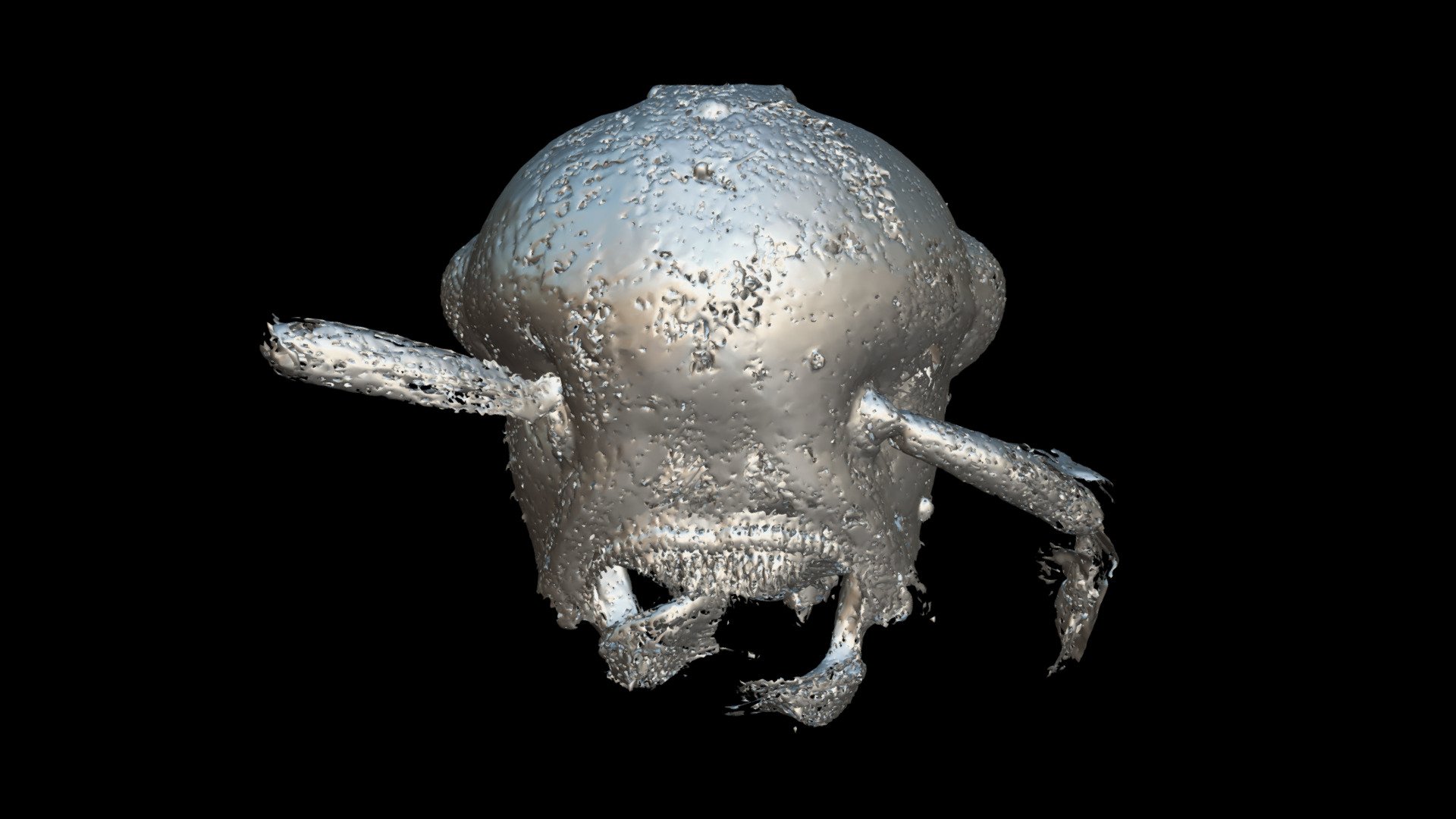 Zigrasimecia sp. Alate Queen Head YKLP-AMB-002 - Download Free 3D model ...