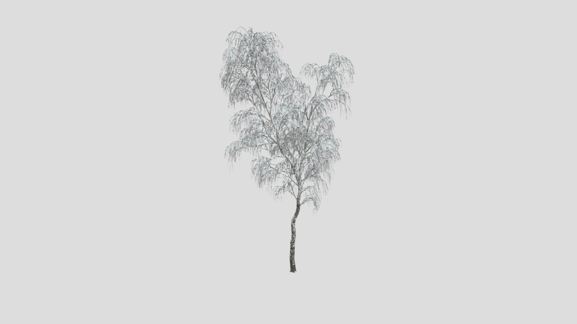 Birch 44 AM258 Archmodel - Buy Royalty Free 3D model by Evermotion [3d1ac87] - Sketchfab Store