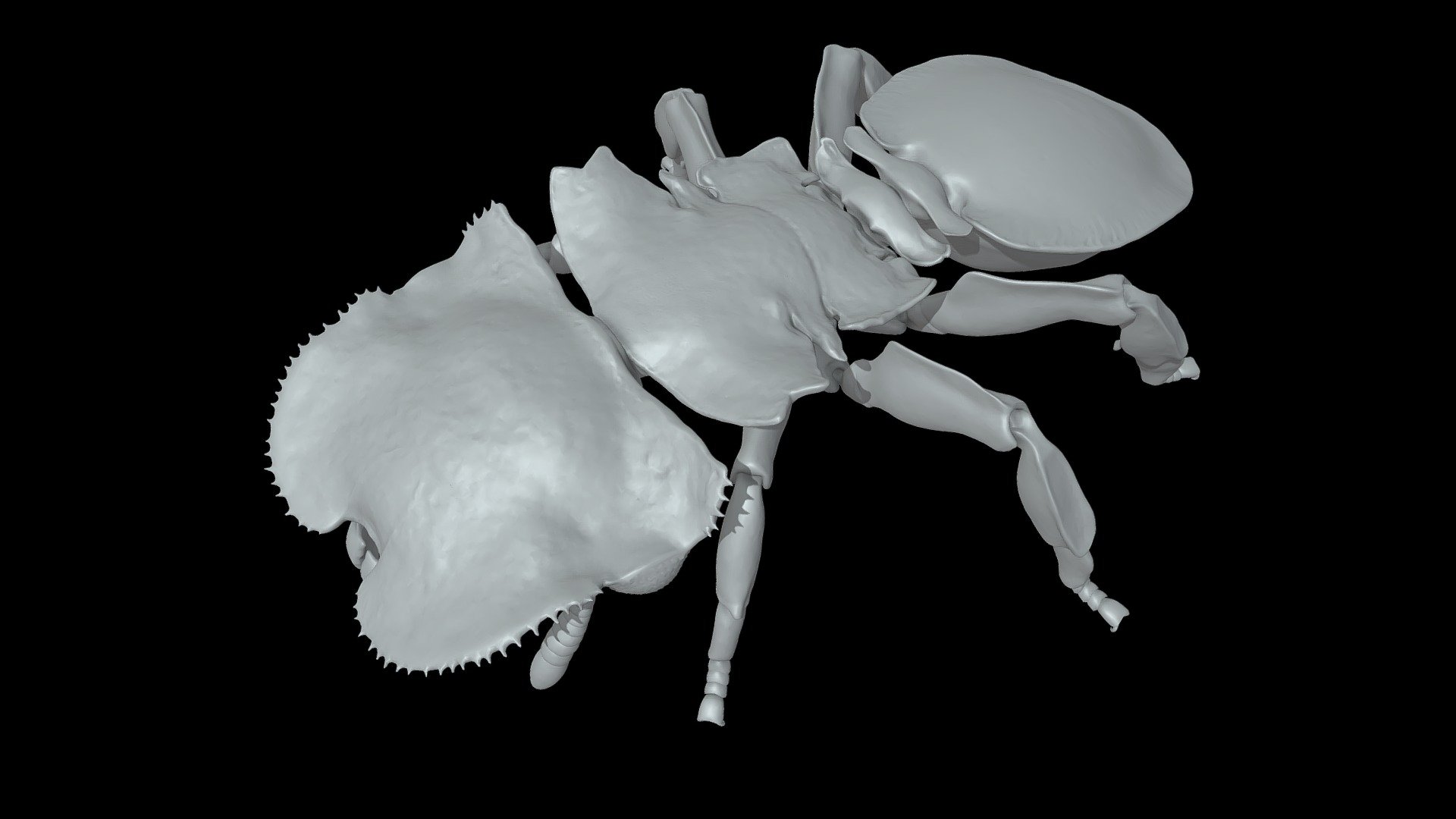 Cephalotes - Download Free 3D model by tunosemi [3d1eaa8] - Sketchfab