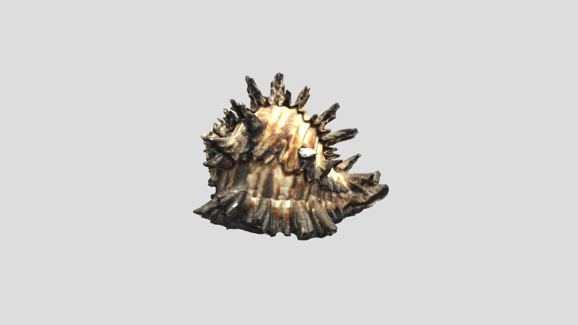 Dark Shell - McLean Museum, Greenock - 3D model by kerr_dimensional ...