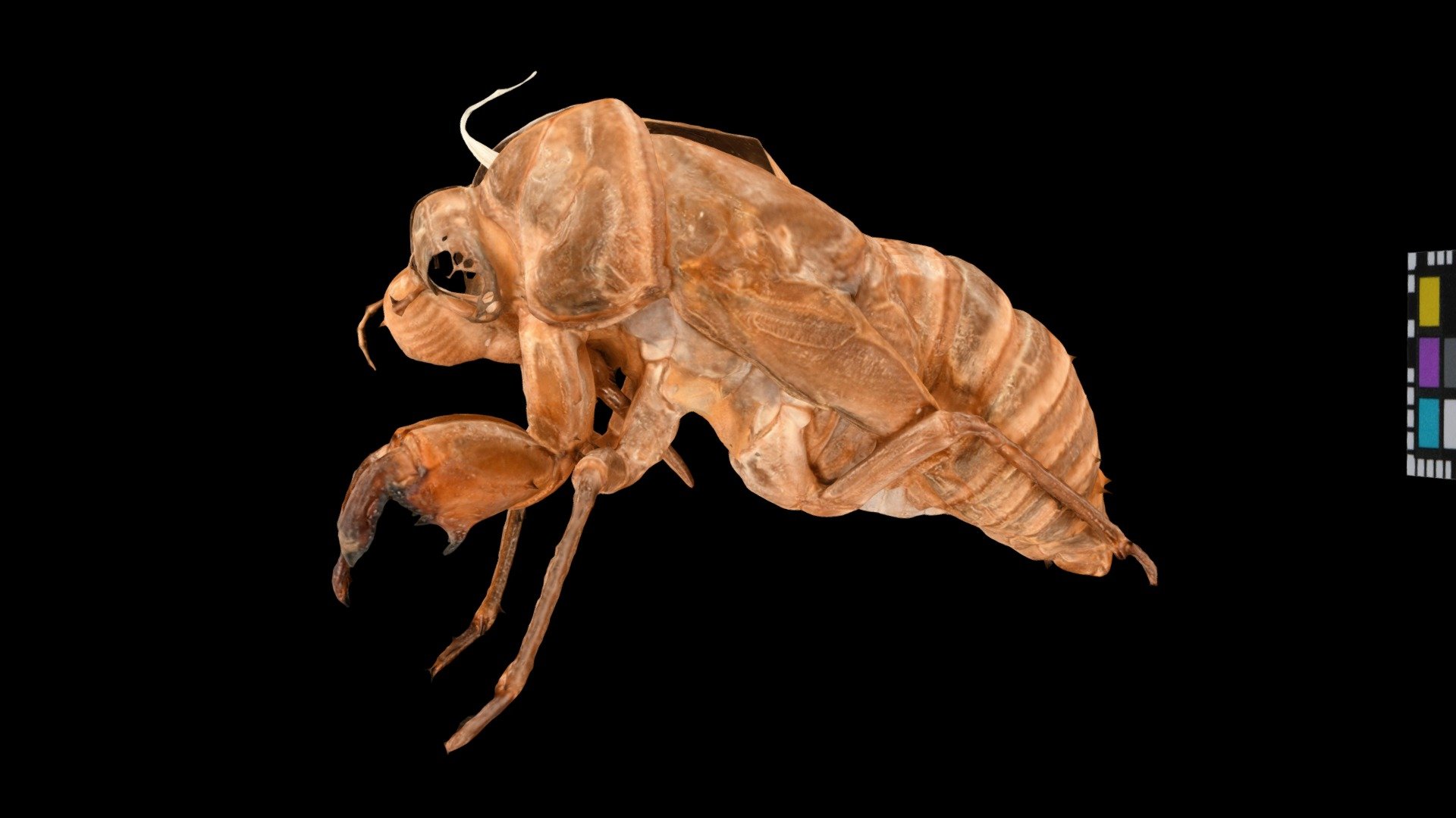 CC0 ミンミンゼミ 抜け殻 Mingming Cicada - Download Free 3D model by ffish.asia ...