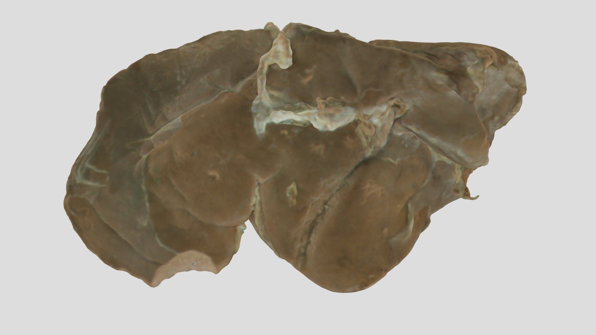 Liver (sheep) - 3D model by University of Sarajevo - Veterinary faculty ...