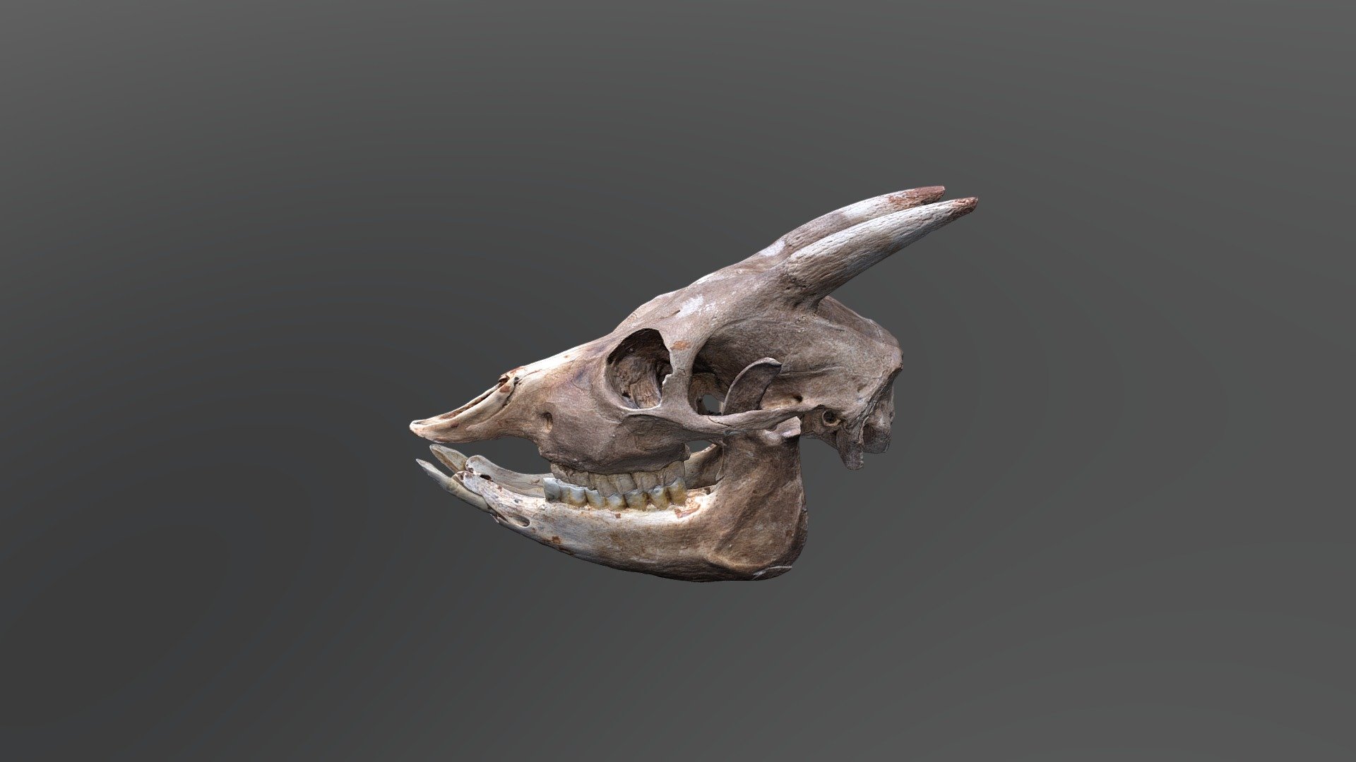 Myotragus - 3D model by jjensenyat [3d36f28] - Sketchfab