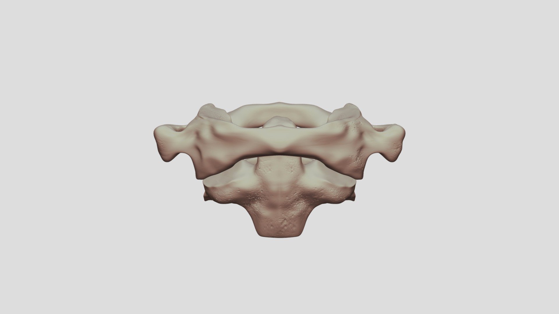 Atlas & Axis Cervical Vertebrae (C1-C2) Anatomy - 3D model by rpettit ...