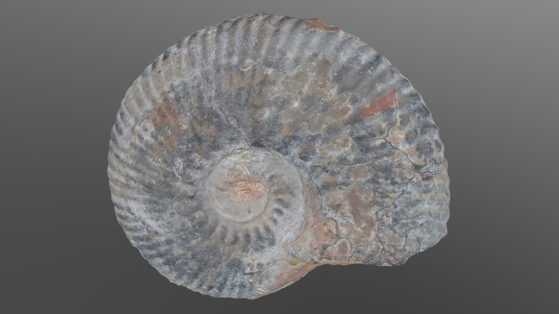 Ammonite cf. Hammatoceras sp. - 3D model by GeoNico [3d43d80] - Sketchfab