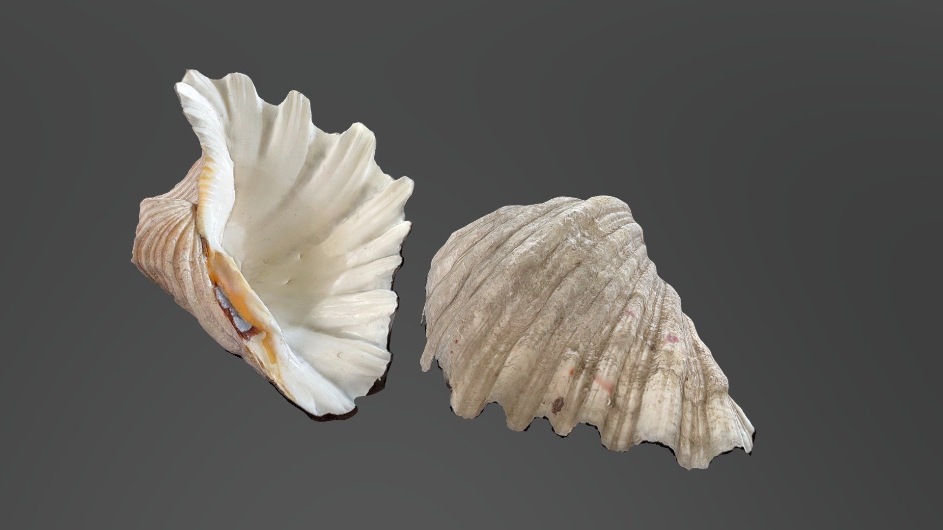 Clam 2 (Scaniverse) - Download Free 3D model by JFN (@db4) [3d43db8 ...