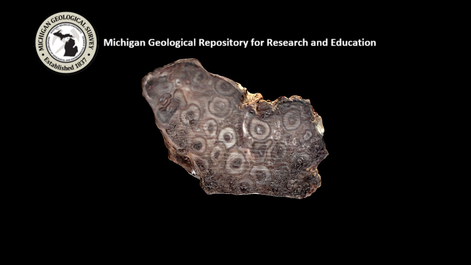 Fossil: Petrified Palm Root - Download Free 3D model by MGRRE [3d456c8 ...