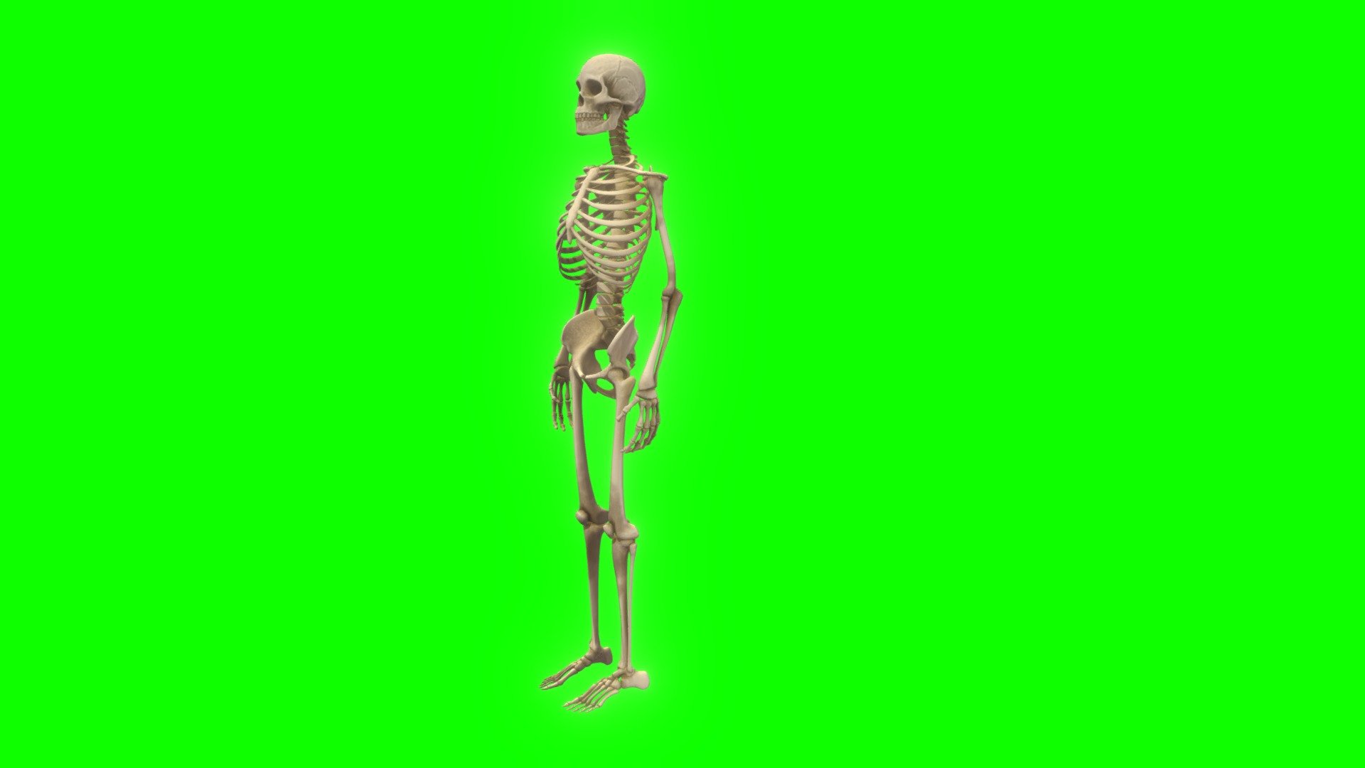 Fancy Skeleton - Download Free 3D model by moshke [3d45e4b] - Sketchfab
