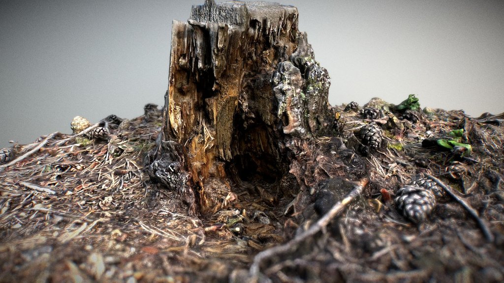 Hollow Tree Stump - Photogrammetry - Download Free 3D model by nuFF3 ...