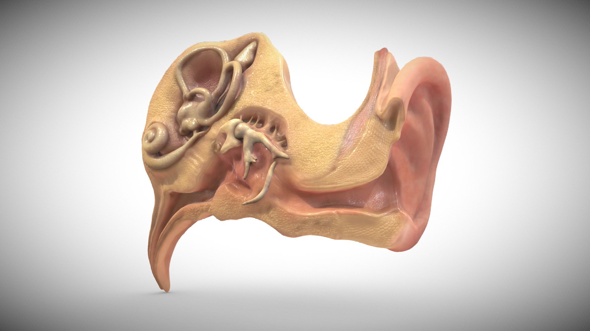 Fetal ear cross-section week sixteen - Buy Royalty Free 3D model by ...