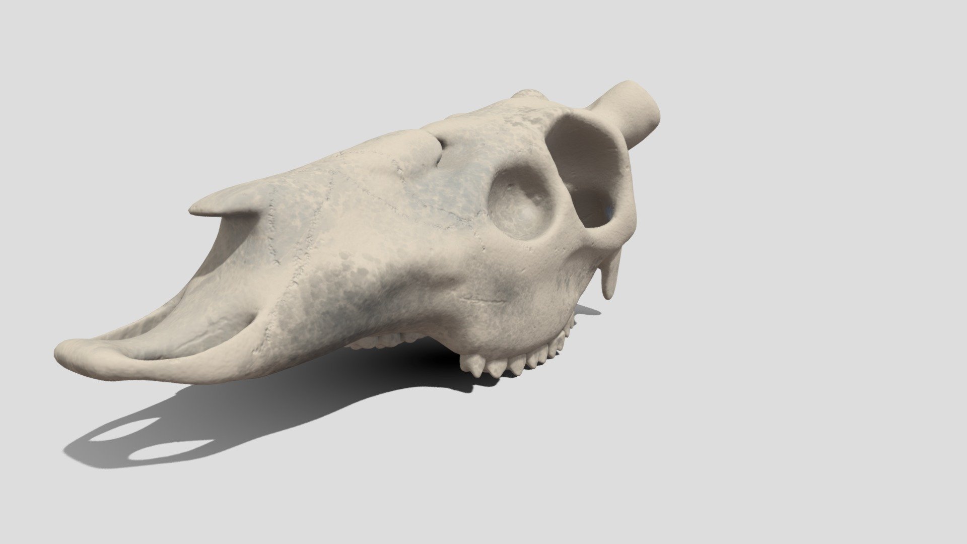 Deer Skull - Download Free 3D model by CalWhite [3d54b47] - Sketchfab