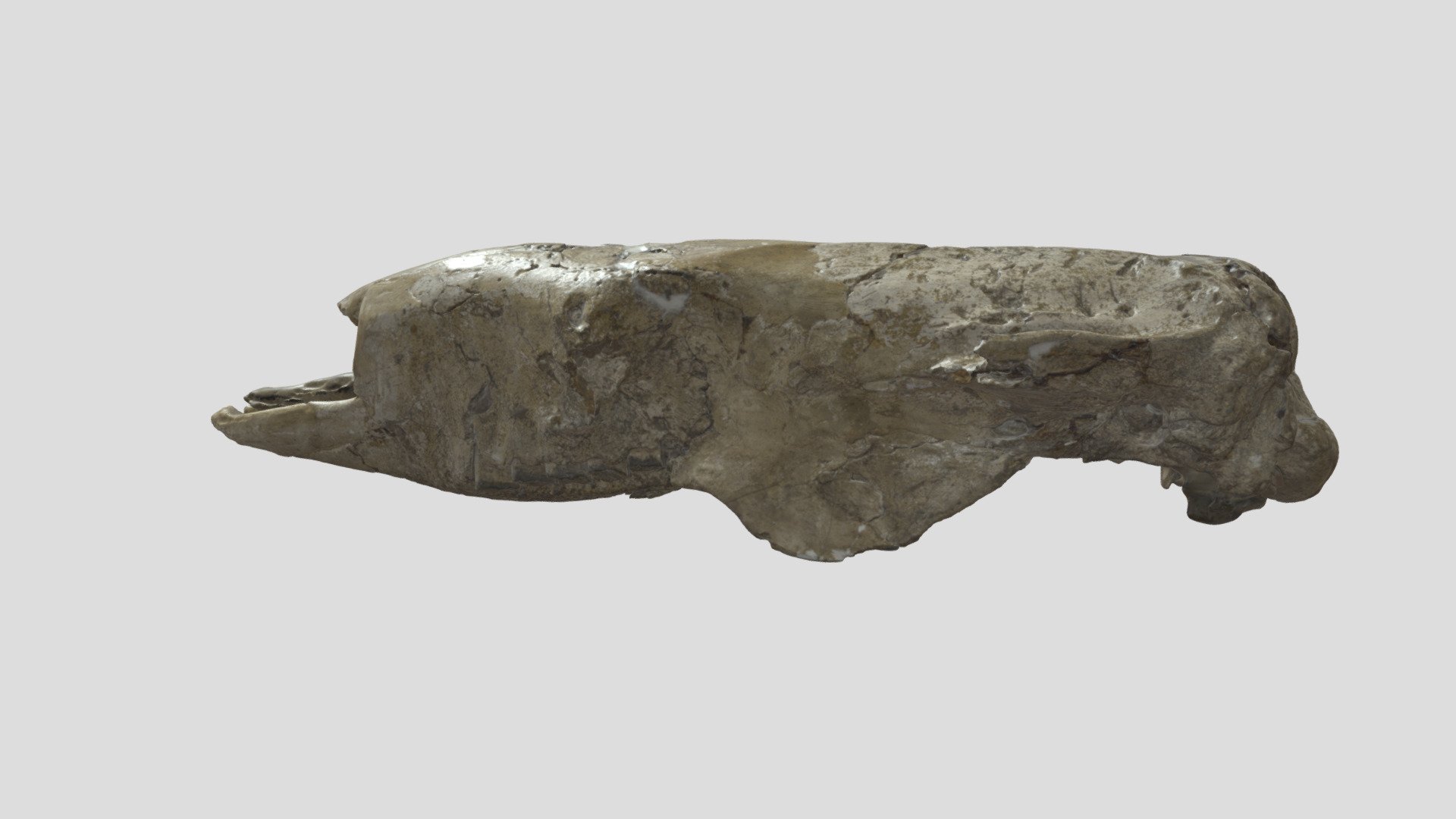 Skull of sloth (Scelidotherium) - 3D model by Palaeontological Museum ...