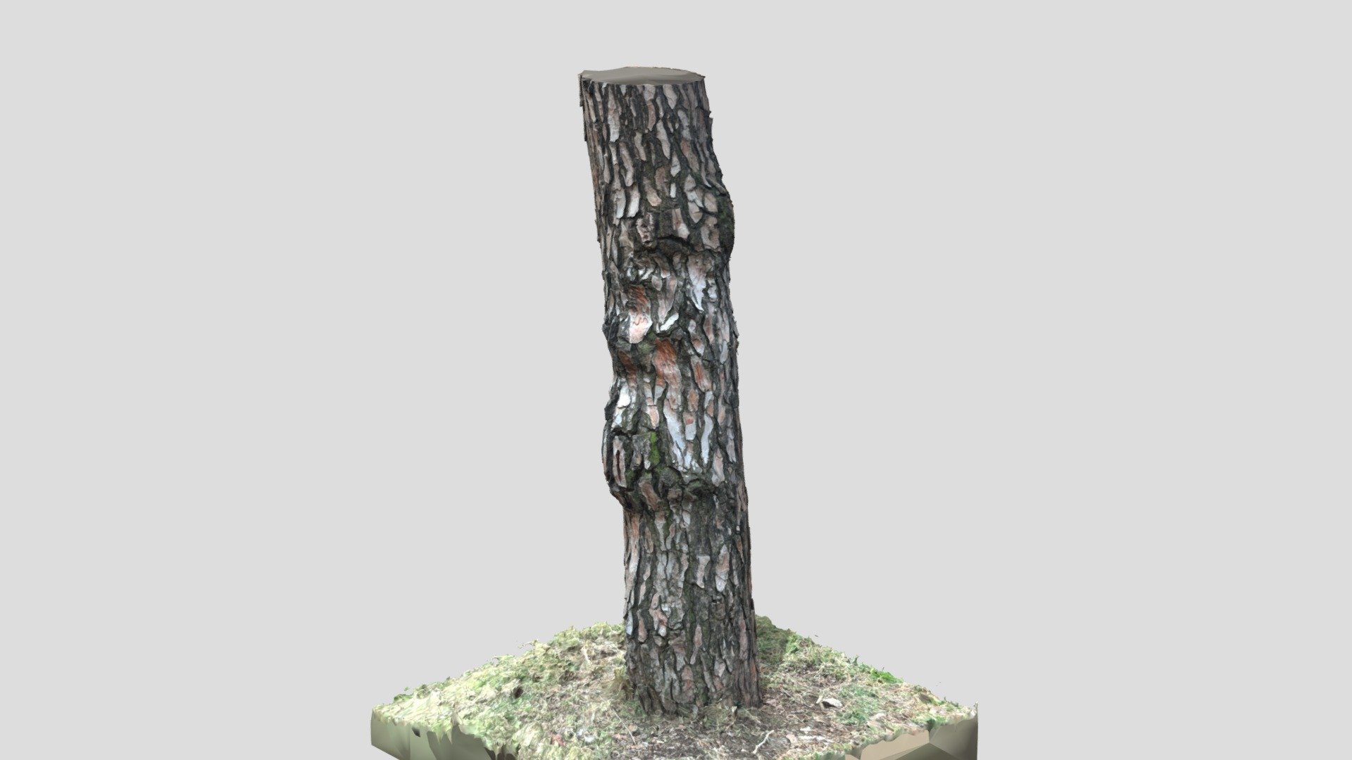 Pine tree trunk - Download Free 3D model by WaqAz [3d5b8a2] - Sketchfab