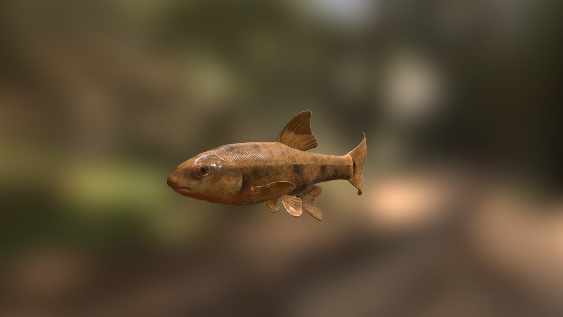 Dace - Download Free 3D model by ucdavisterc [3d60abe] - Sketchfab