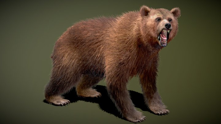 Bear 3D models - Sketchfab