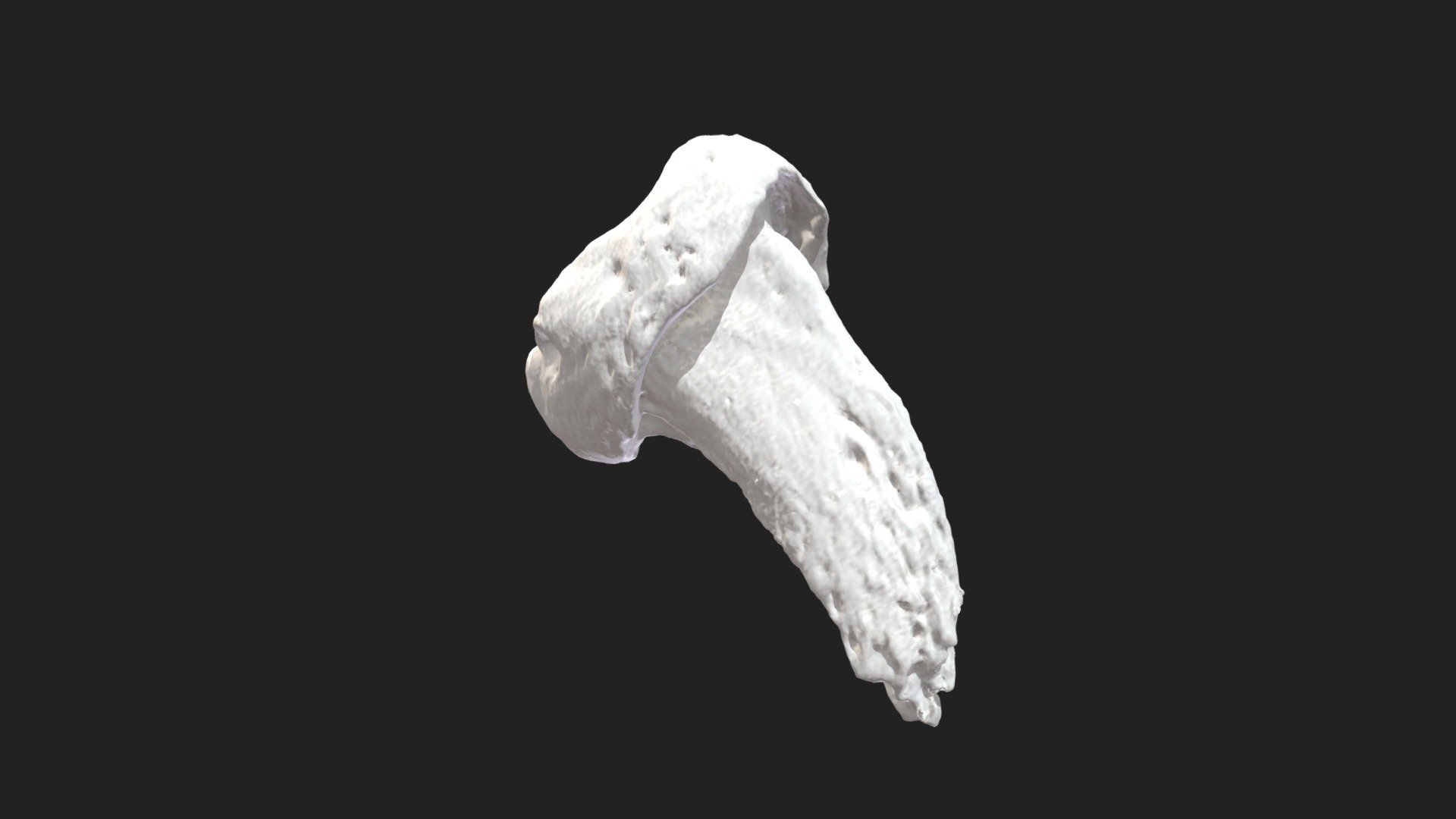 distal phalanx dog - 3D model by vetanatMunich [3d6495f] - Sketchfab