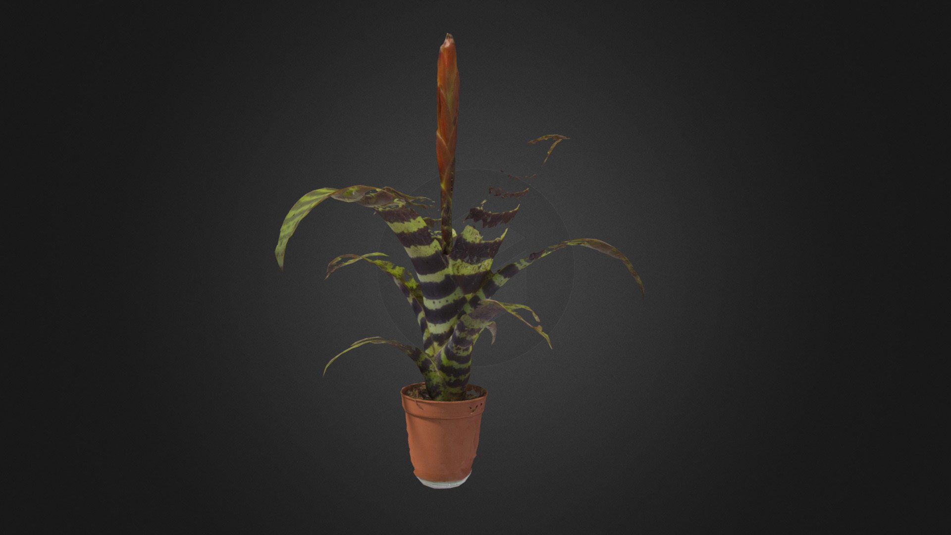 Flaming Sword plant - 3D model by Baly [3d6769b] - Sketchfab