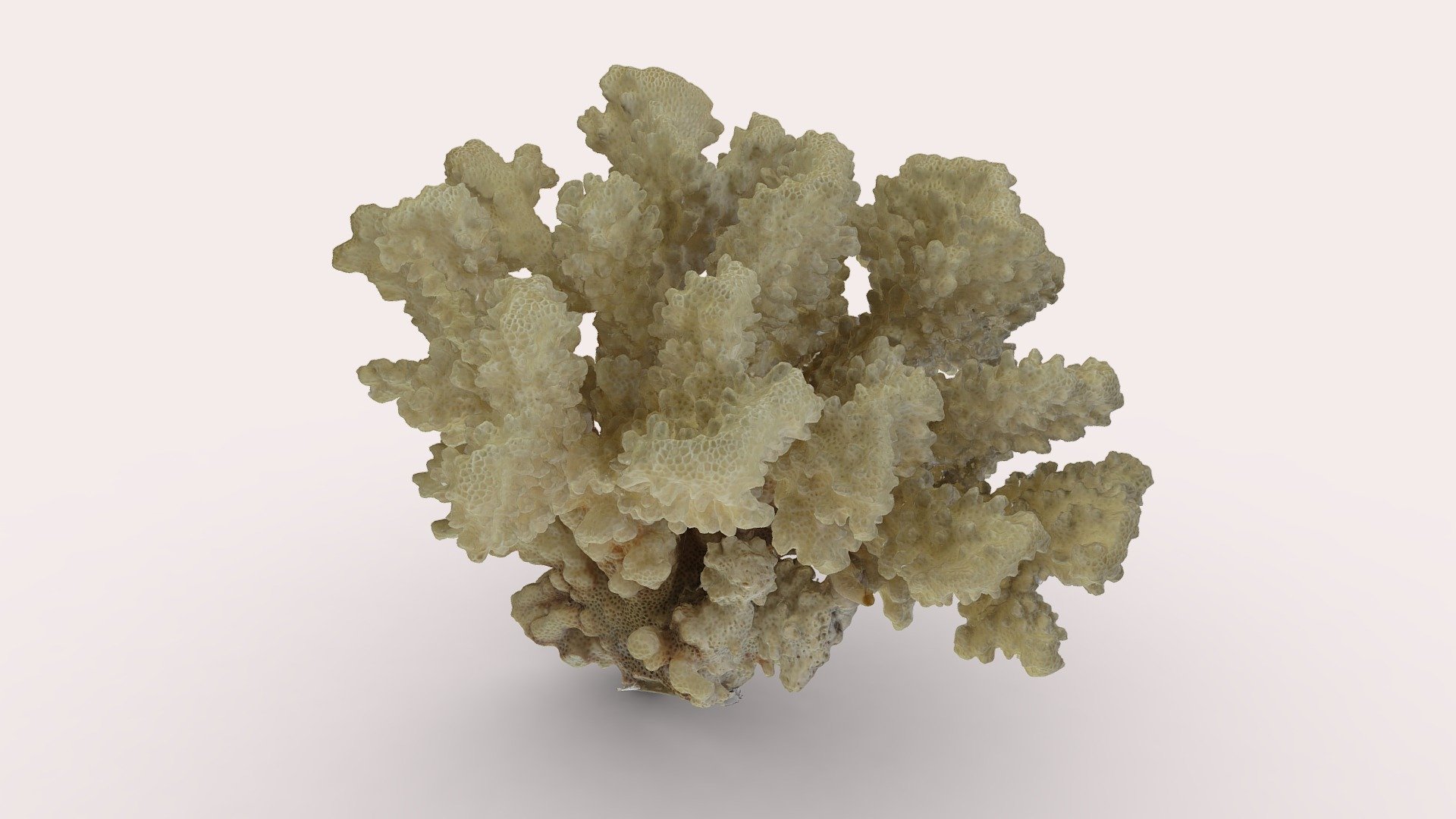 Coral skeleton - Download Free 3D model by Sara Carena (@saracarena1 ...