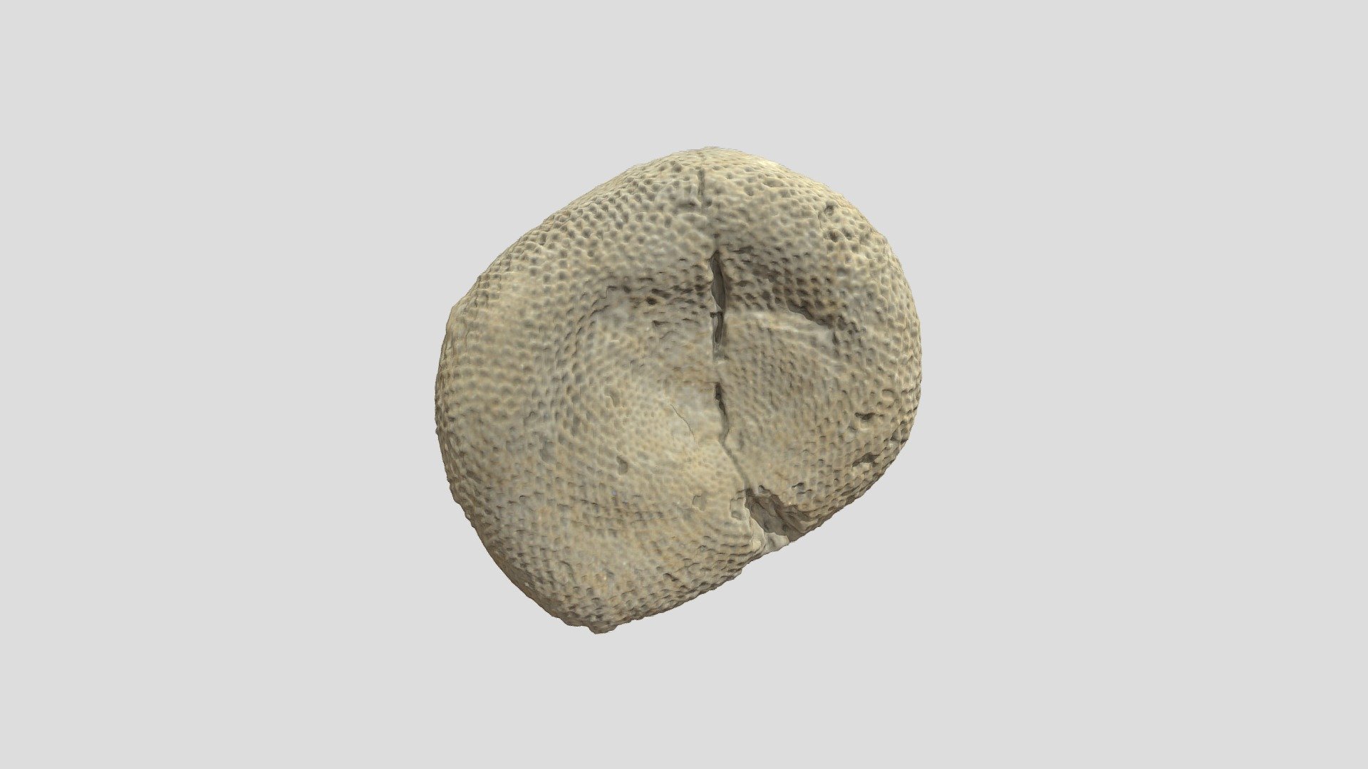 Algae - Download Free 3D model by UIPaleoRepository [3d6d795] - Sketchfab