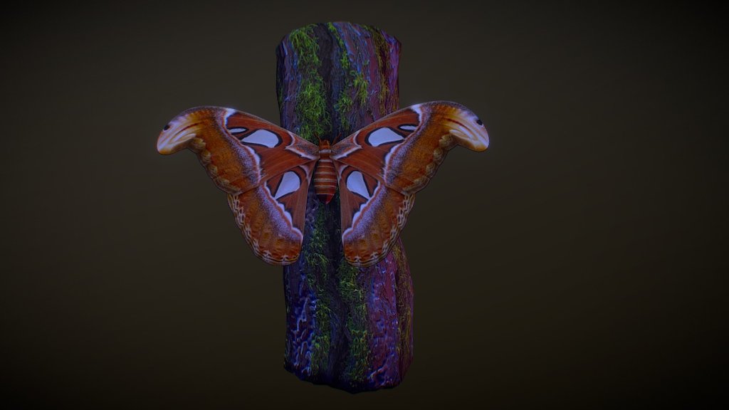 Atlas Moth - 3D model by Tyfonner [3d6fa89] - Sketchfab