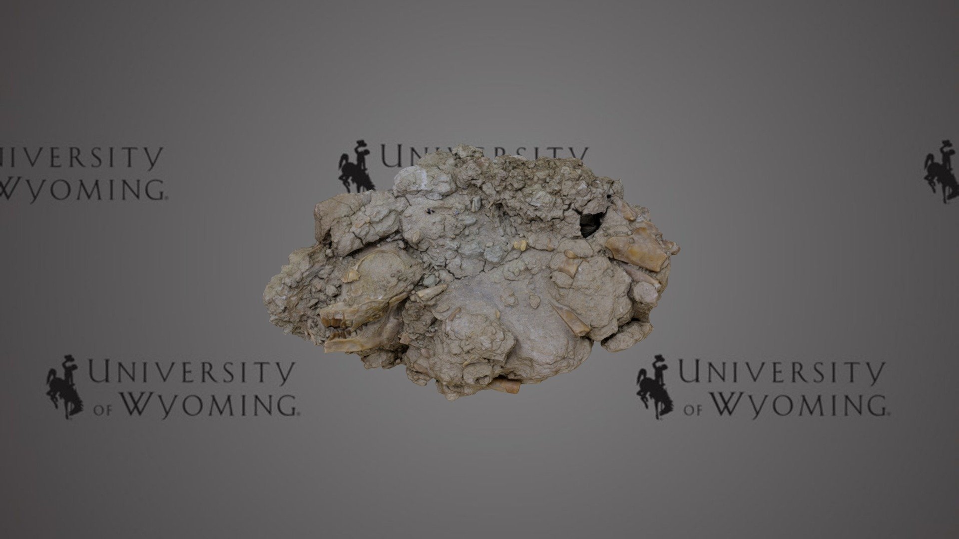 UW 13933 H. minimus, Skull and Bone Fragments - Download Free 3D model ...
