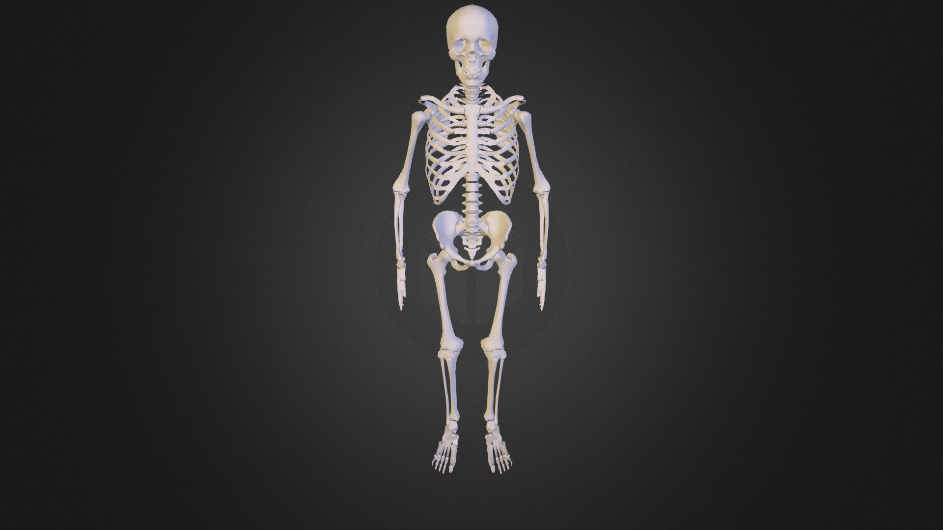 skeleton - 3D model by dhm [3d77e95] - Sketchfab