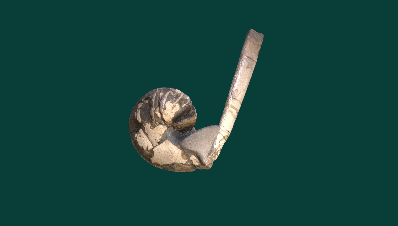 Nautiloid with Baculite - 3D model by Shellie Luallin (@Paleogirl ...