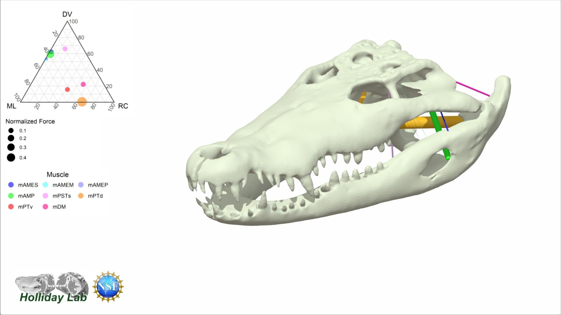 3D Jaw muscles of Crocodylus moreletii - Download Free 3D model by ...