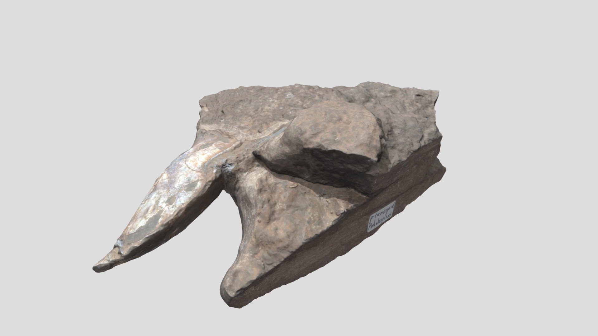 Agnathan fish fossil - Podolaspis (L14) - 3D model by Hong Kong Science ...