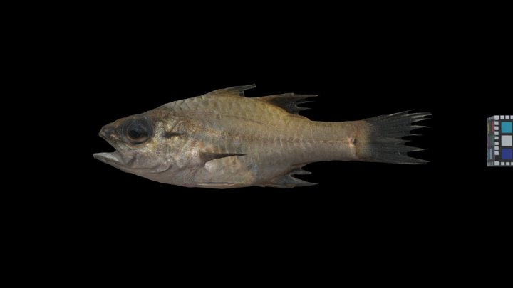 Fibramia 3D models - Sketchfab