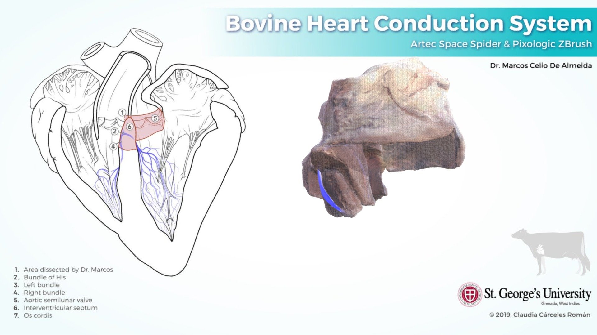 Bovine Heart Conduction System - 3D model by The Center for BioMedical ...