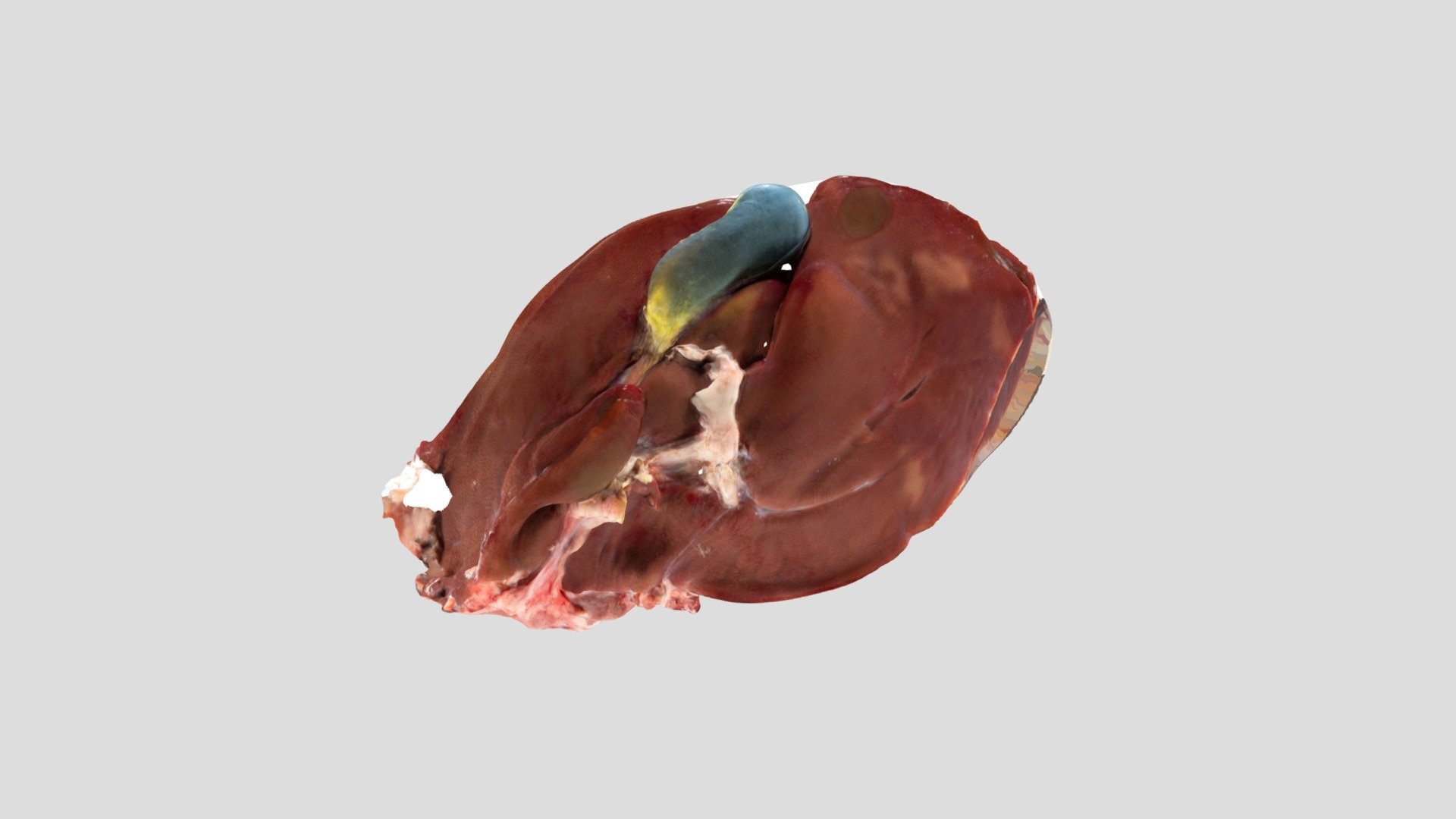 Sheep Liver Model - Minor features - 3D model by Tomorrow Never Knows ...