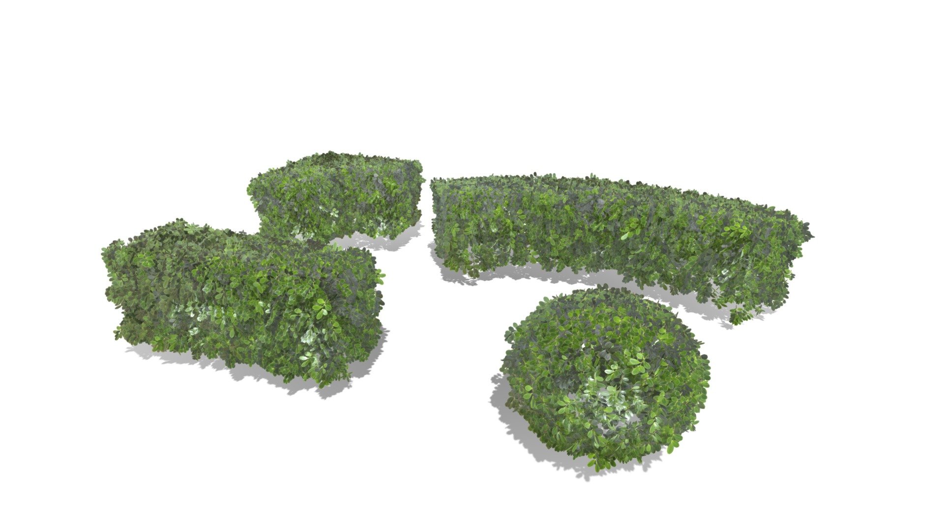 Boxwood Plant 3D Model - Buy Royalty Free 3D model by hkhalif [3d93001 ...