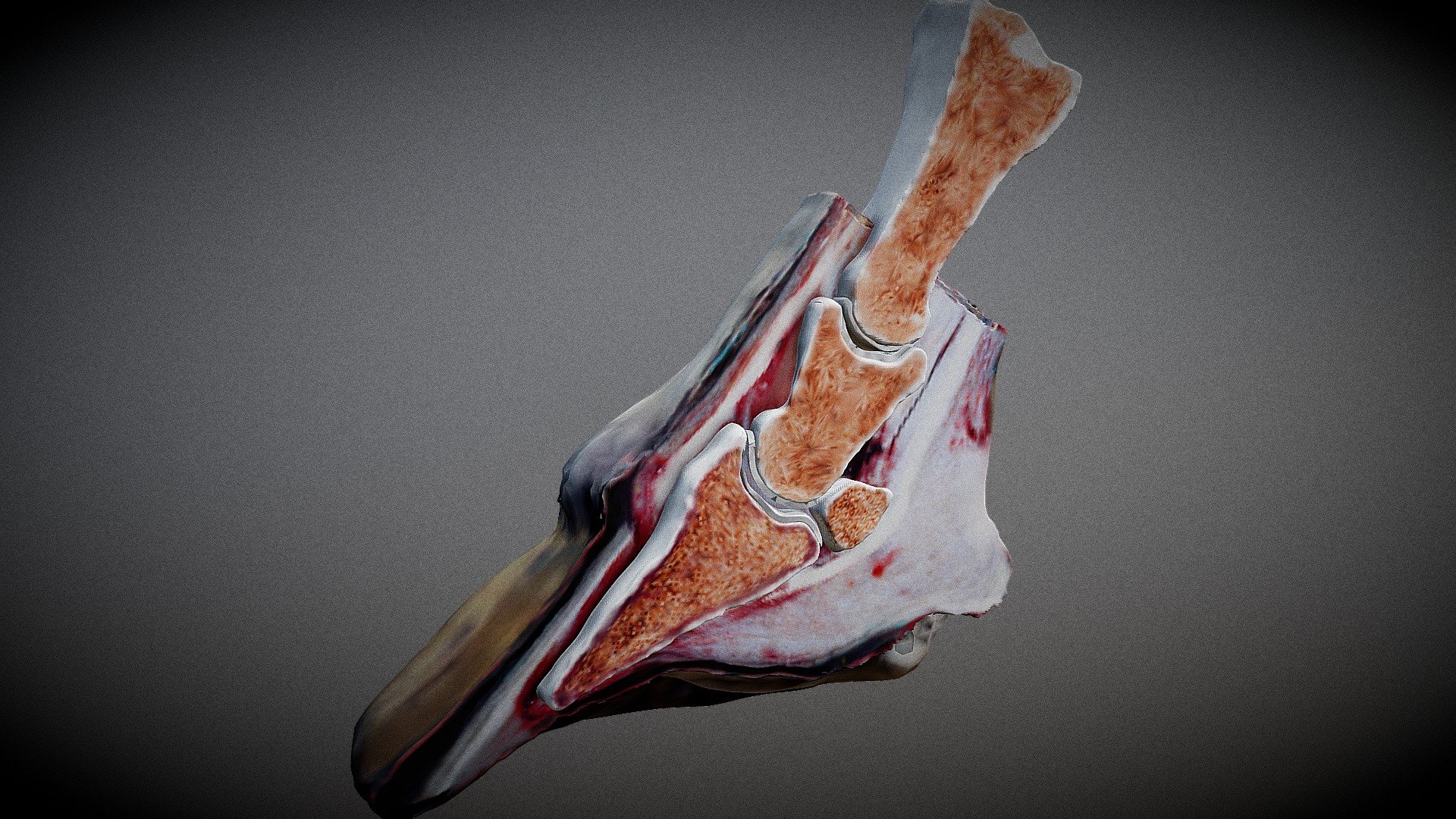 Horse Hoof Section - 3D model by Hong Nguyen (@hongnguyen044) [3d9409d ...