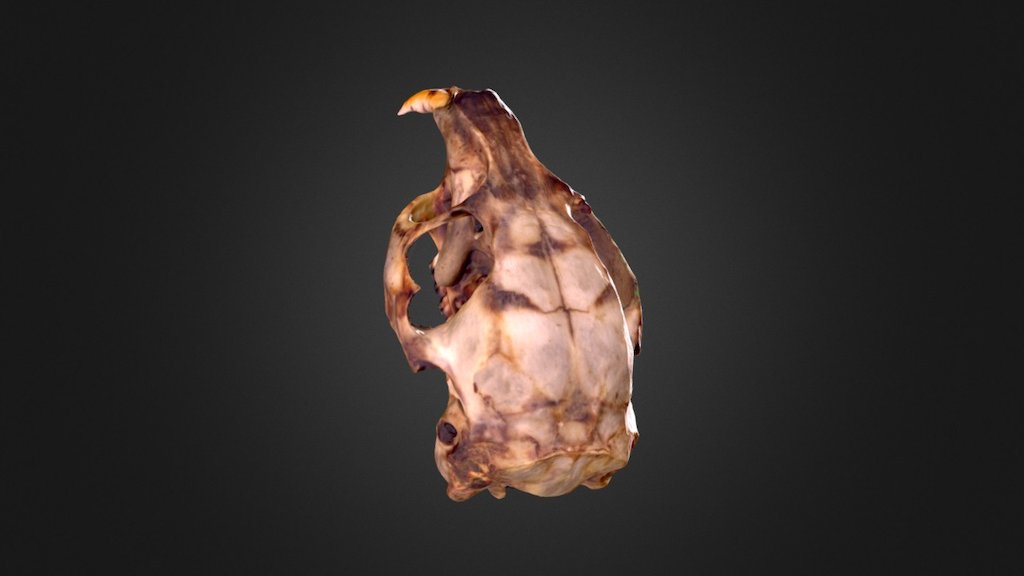 Raton Juanito - 3D model by fabrizio1 [3d98041] - Sketchfab
