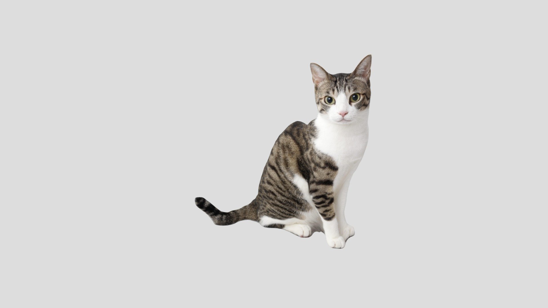neko - 3D model by sketchfabuser2025 [3d9c650] - Sketchfab