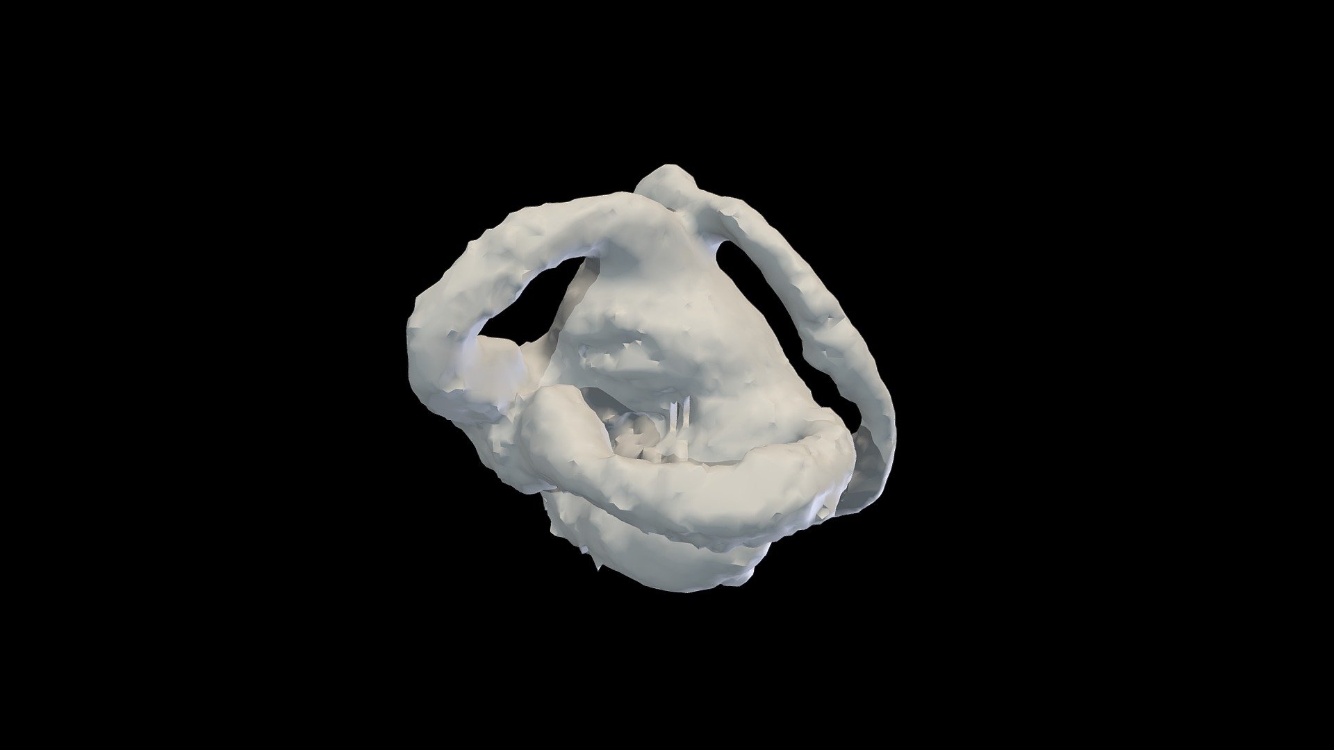 Inner Ear of Japanese Tope Shark (Hemitriakis) - 3D model by ...