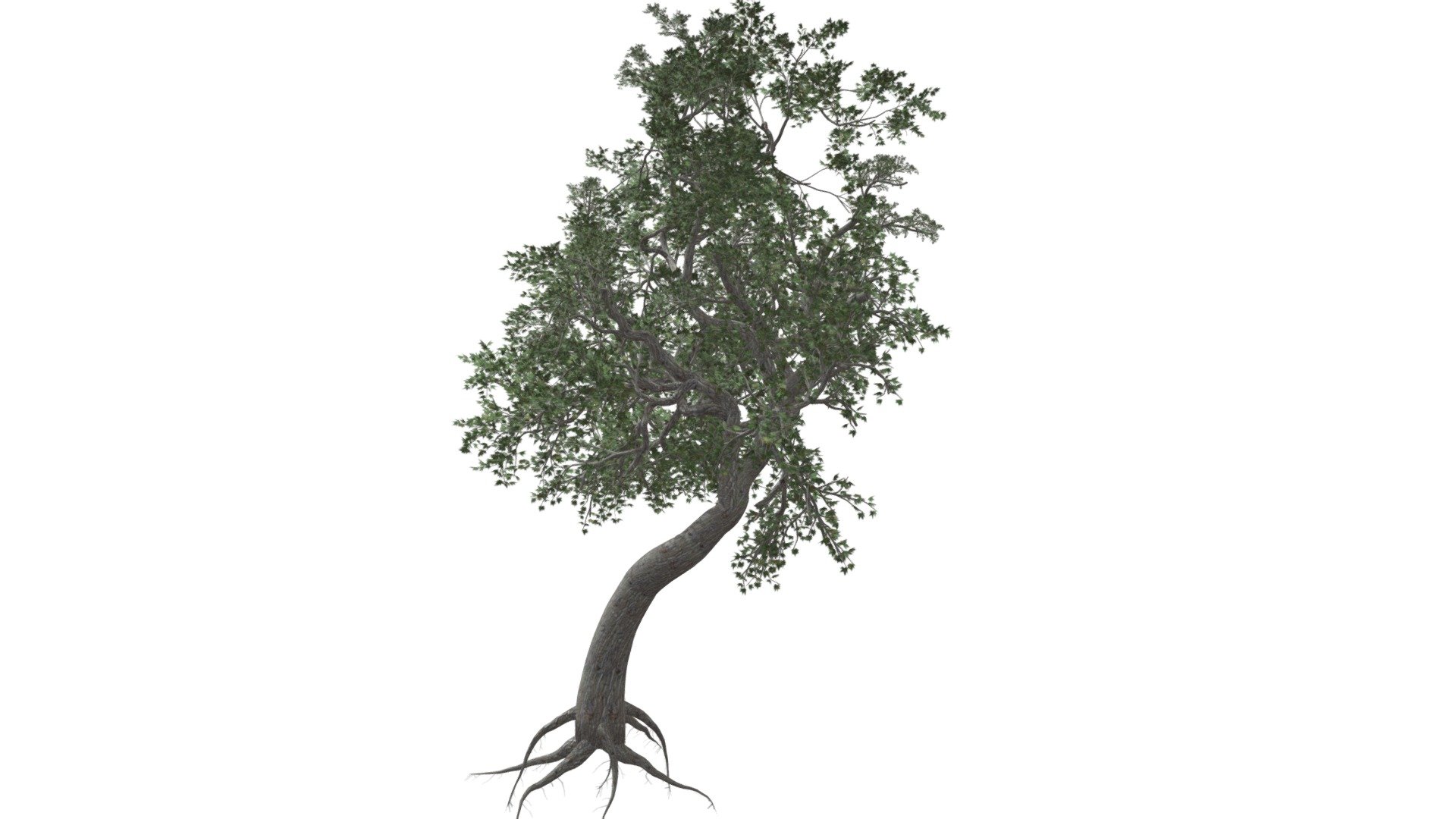 Japanese Maple Tree #10 - Buy Royalty Free 3D model by meshshape ...