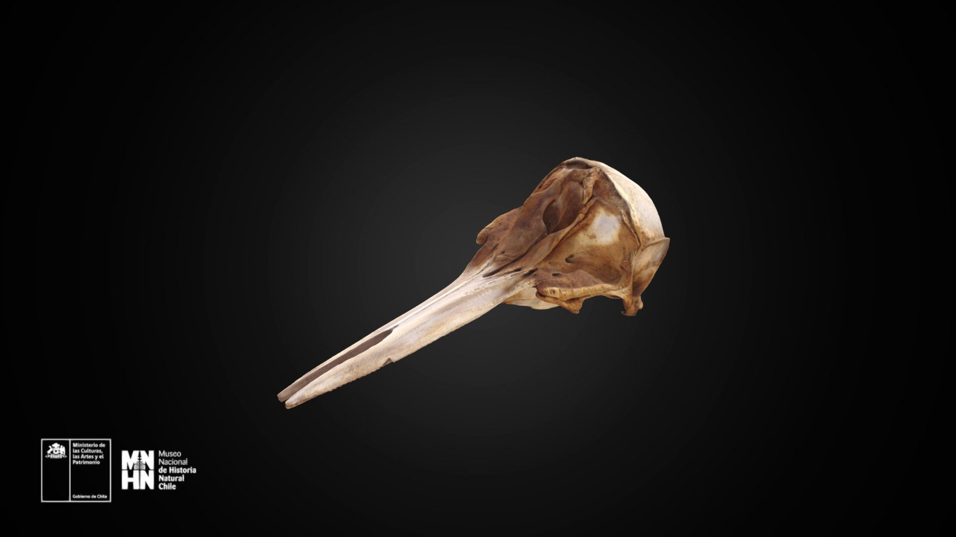 Delphinus delphis - Download Free 3D model by Museo Nacional de ...