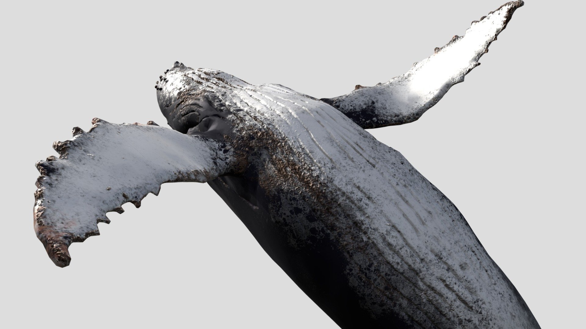 Humpback whales spin and leap - Buy Royalty Free 3D model by haibo ...