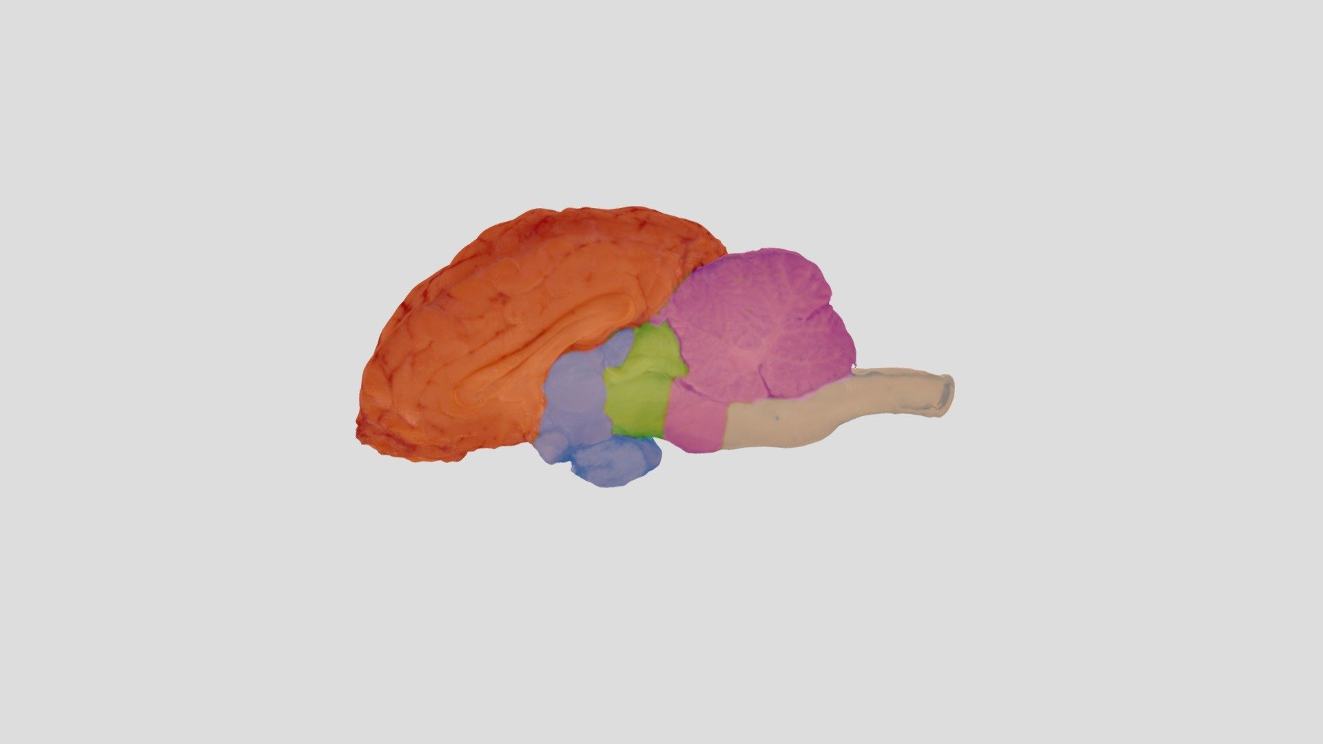 Sagittal Brain - Download Free 3D model by justinbrown4242 [3daffcd ...