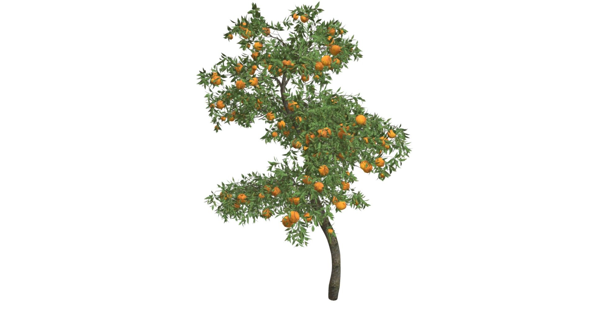 Orange Tree #04 - Buy Royalty Free 3D model by meshshape [3daffe5 ...