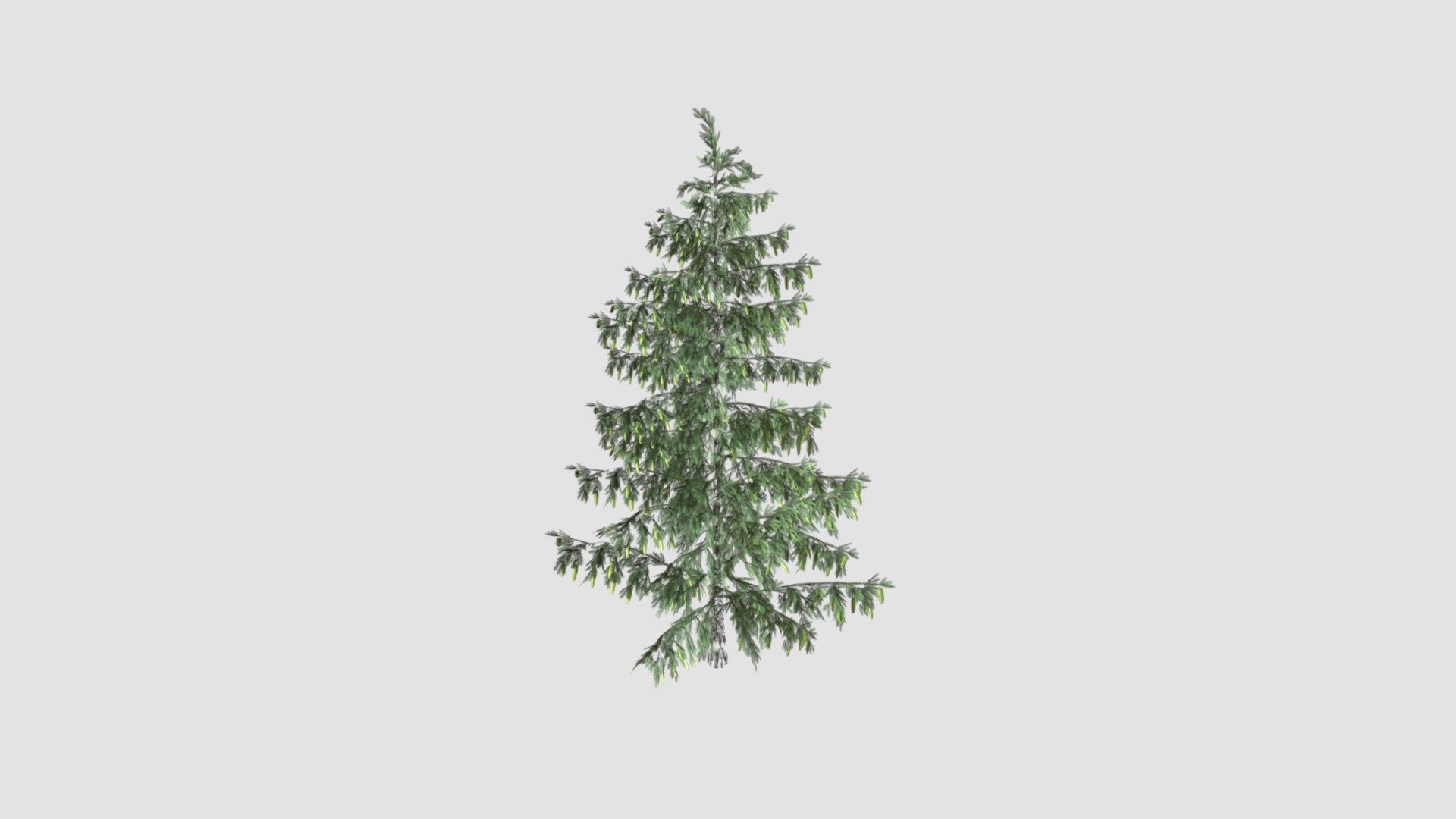 Pinus - Buy Royalty Free 3D model by Evermotion [3db4ca0] - Sketchfab Store